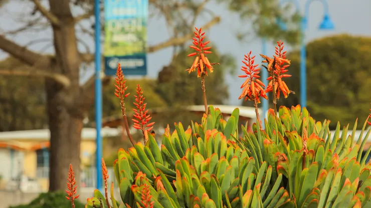 Campus Advocate | California State University Monterey Bay